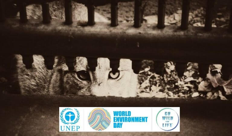 Everything you need to know about World Environment Day, Canadian ...