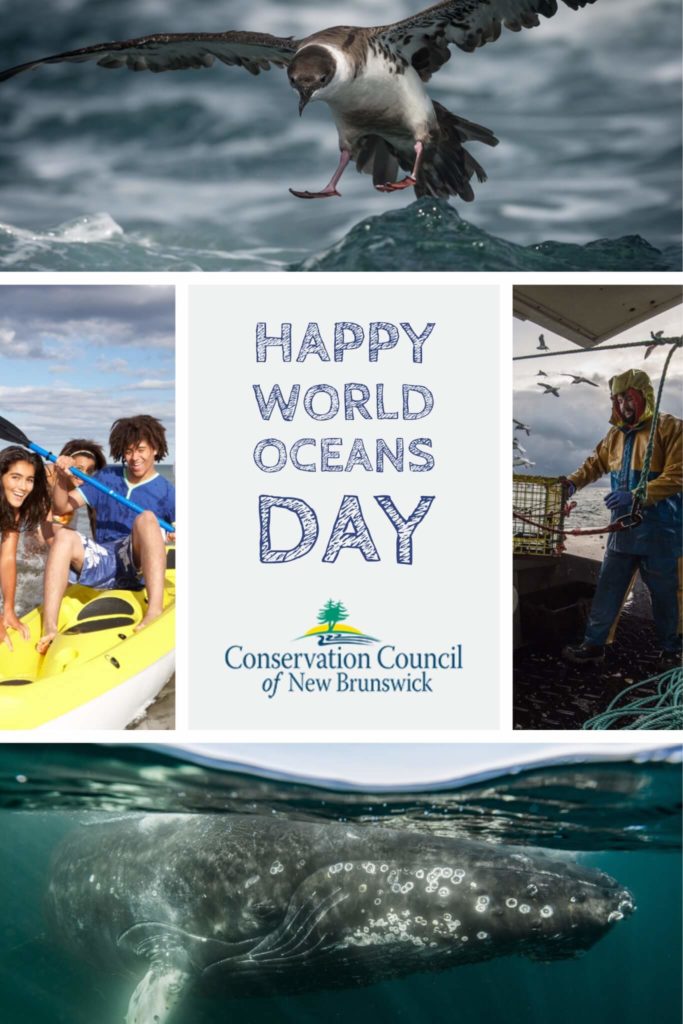 Happy World Oceans Day - CCNB