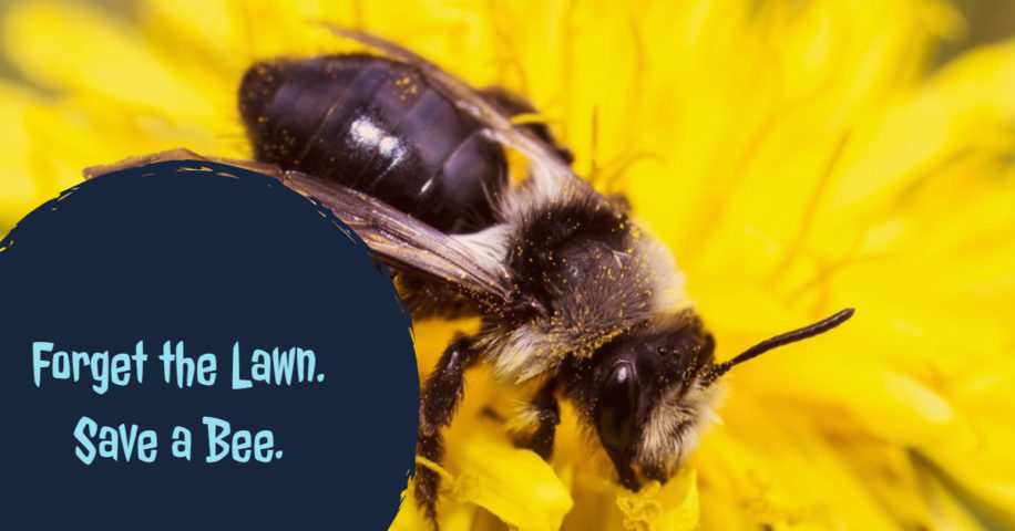 Bees are in trouble — here’s what you can do to help! - CCNB