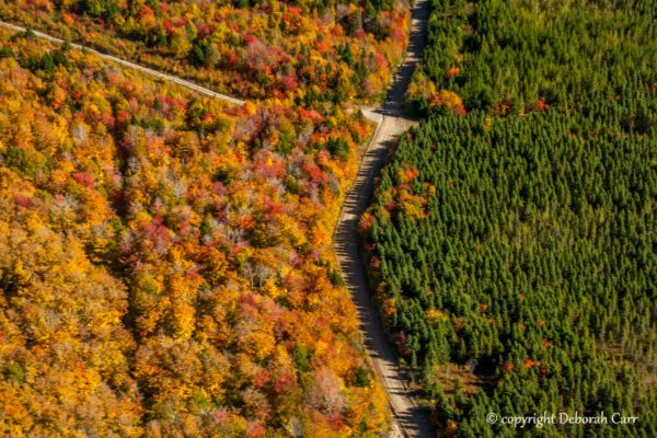 New Brunswick forestry practices need to change - CCNB
