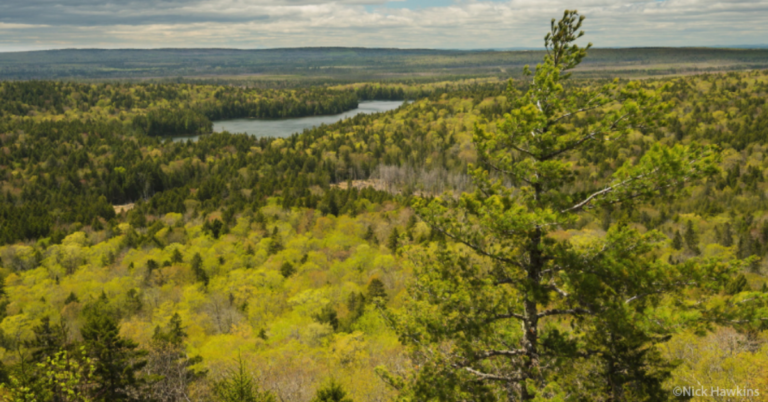 A Better Protected Acadian Forest: New Candidate Areas For Protection ...