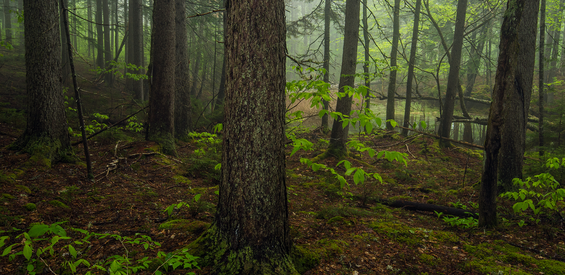 We Don’t Need to Trade Healthy Forests for Wood and Jobs