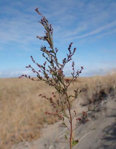 New Listings On NB’s Species At Risk Registry