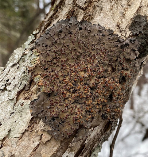 New Listings On NB’s Species At Risk Registry