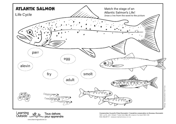 Educational Colouring Sheets - CCNB