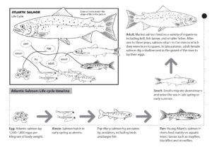 Educational Colouring Sheets - CCNB